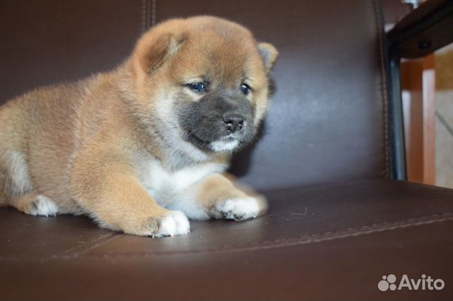 Щенки на продажу сиба