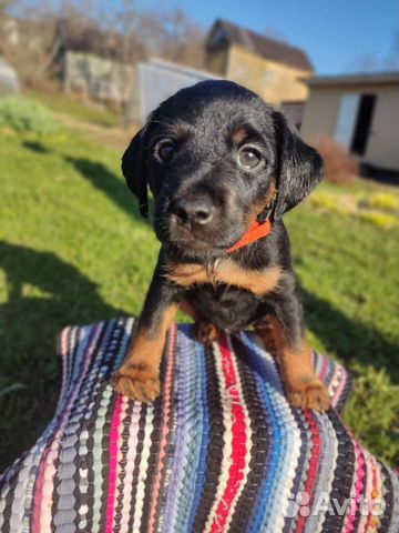 Собаки щенки