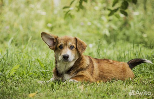 Кобель вельш корги пемброк соболиного окраса