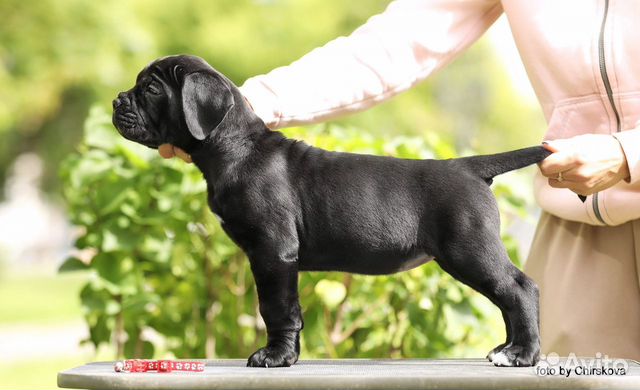 Щенки кане корсо москва и московская область