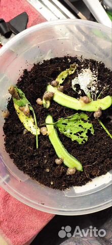 Улитки ахатины