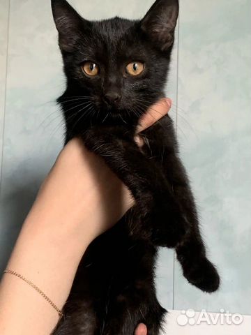 Котятенок в добрые руки