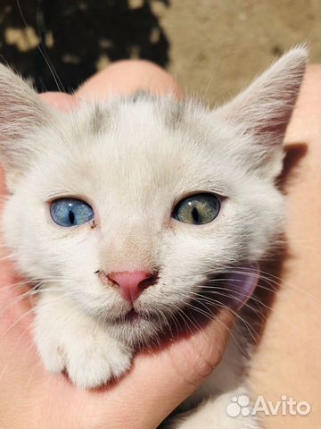 Котята приносящие счастье)