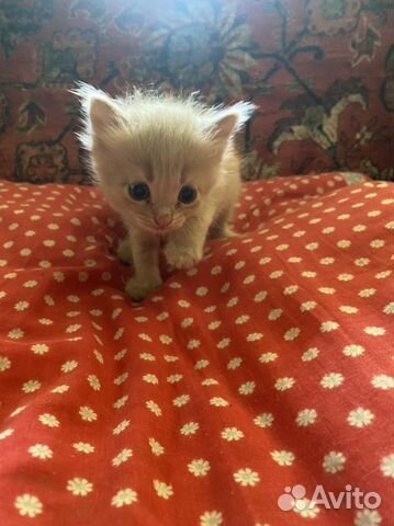 Кошка, 1 мес, в дар