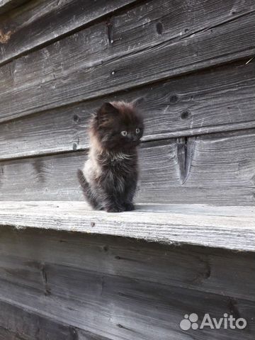 Котенок