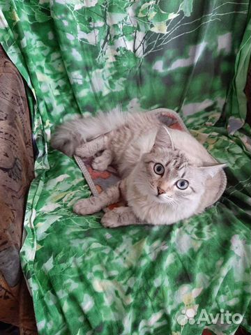 Невский маскарадный кот вязка