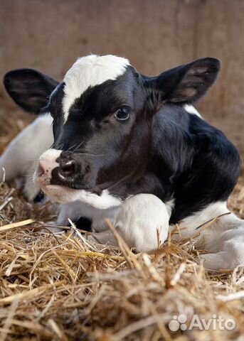 Продается бычок