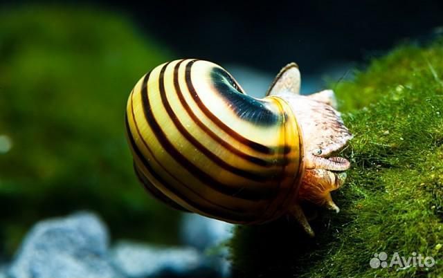 Улитки Спикси (Эльф)