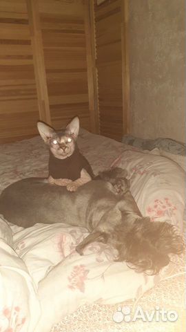 Кот бамбино