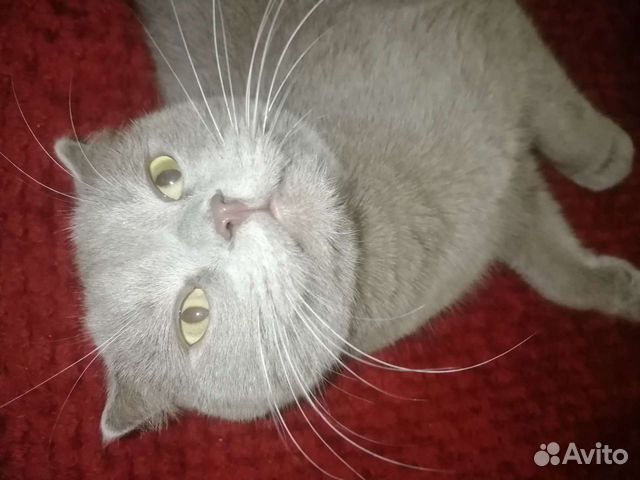 Кот