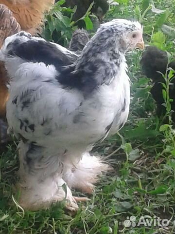 Цыплята конхинхина