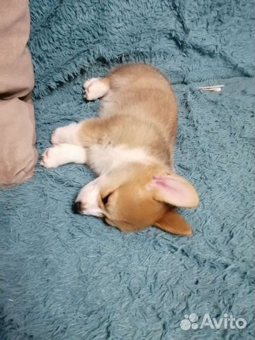 Собака щенок корги