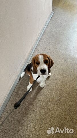 Бигль щенок