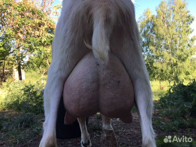 Продам козу молодую