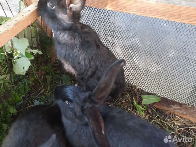 Кролики самцы меняю на самки