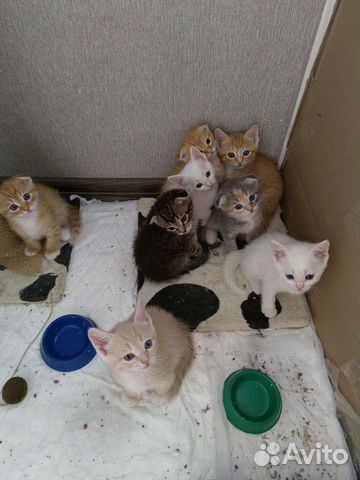 Котята в добрые руки