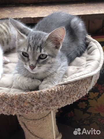Котенок мальчик серый