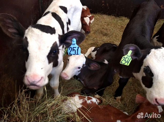 Телята телочки бычки доставка