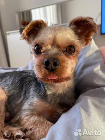 Йорк Кефирчик для вязки