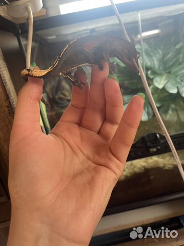 Бананоед самка