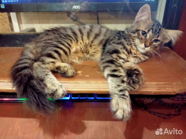 Котик Манчкин генетта long