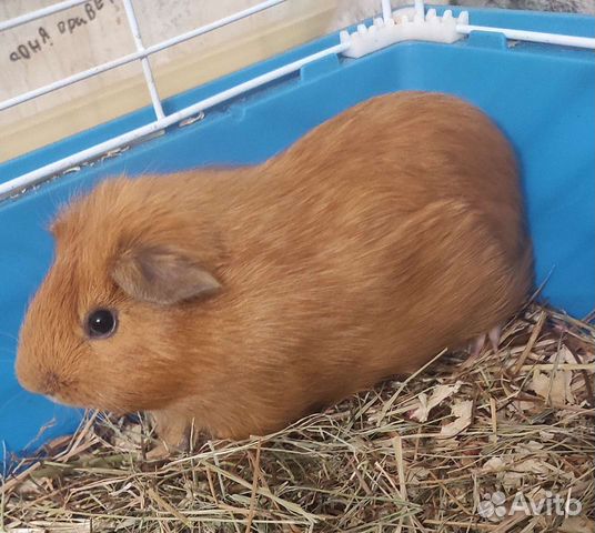 Морские свинки