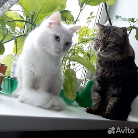 Бронирование котят