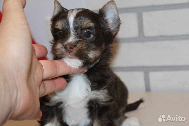 Шоколадная девочка Биро йоркширский терьер