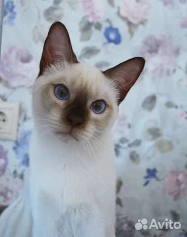 Тайский котик с родословной