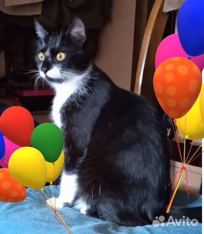 Кошечка-няня Ася, 1.5 года, в добрые руки