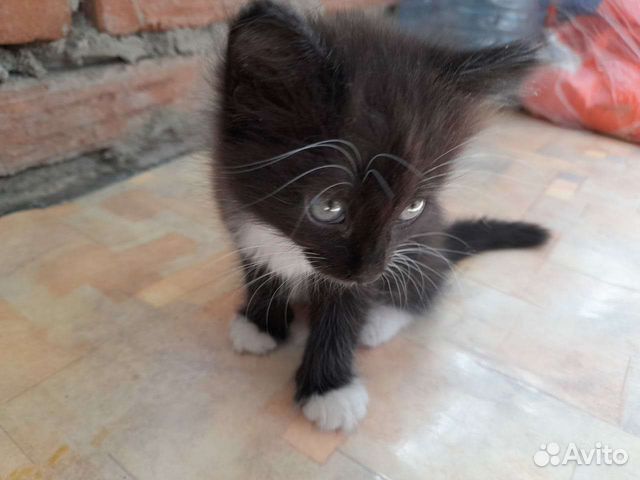 Кошка в дар бесплатно