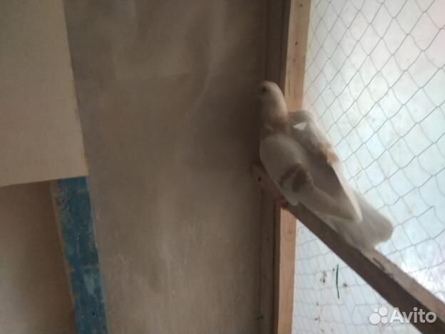 Венские голуби