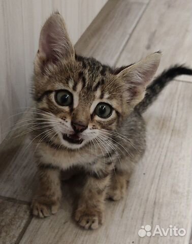 Котейка Люся в добрые руки