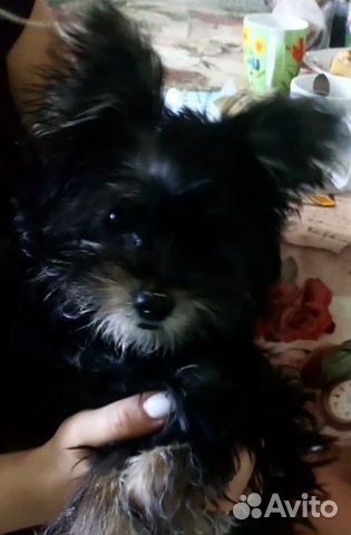 Йоркширский терьер