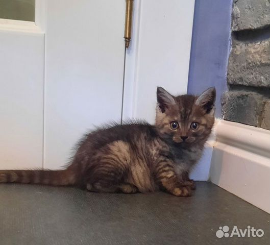 Котята с необычным окрасом