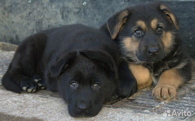 Немецкие овчарки чепрачные и черные -щенки