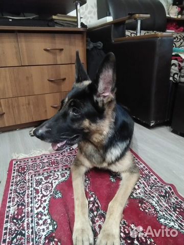 Щенки немецкой овчарки,папа Бельгиец