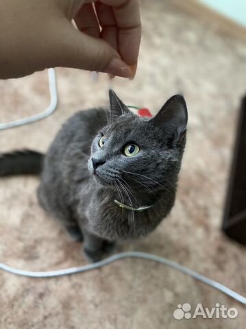 Метис британца