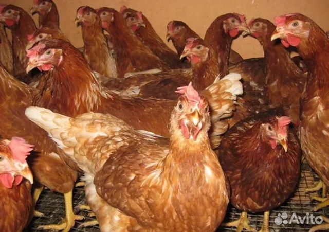 Куры молодки несушки