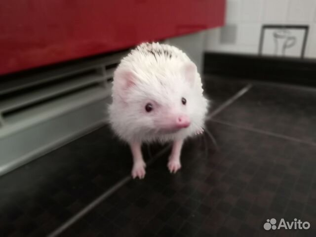 Ёжик мальчик