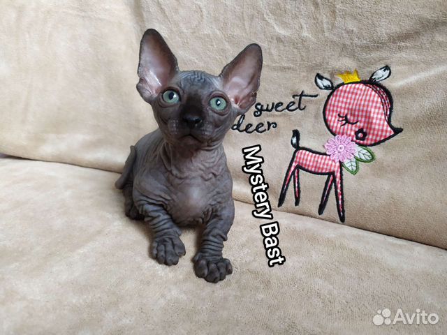 Бамбино короткие лапки Сфинкс