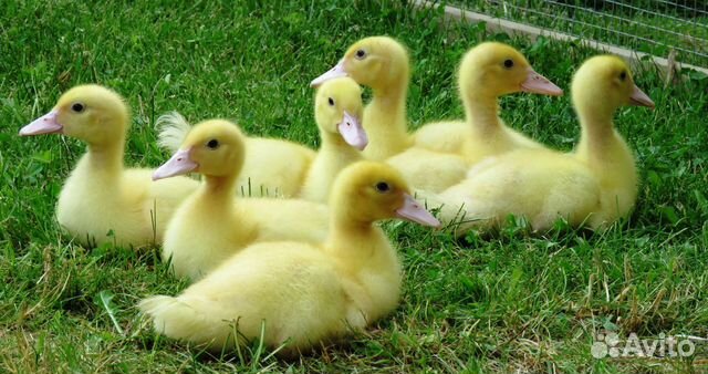 Утята ст-5 7 суток