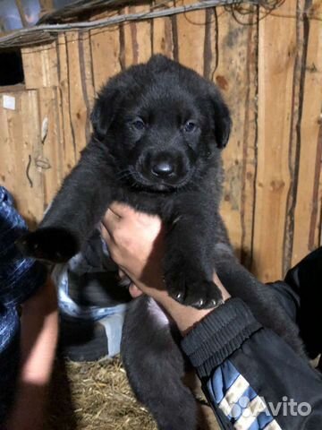 Домашние животные собаки щенки