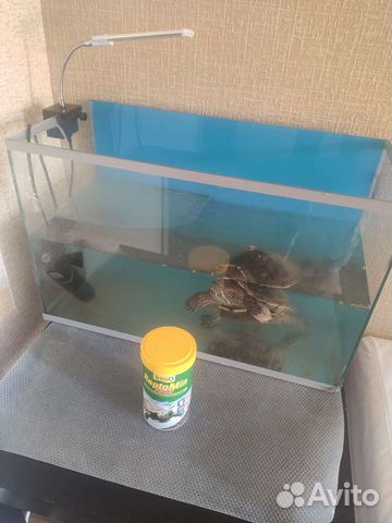 Красноухая черепаха с аквариумом. В добрые руки