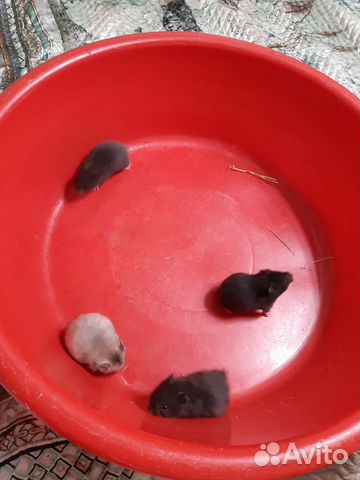 Сирийские хомячки бесплатно