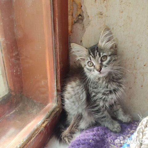 Котёнок