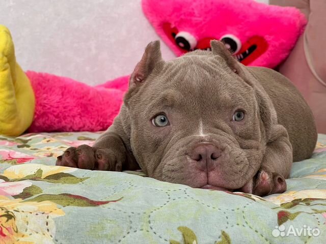 Американский булли