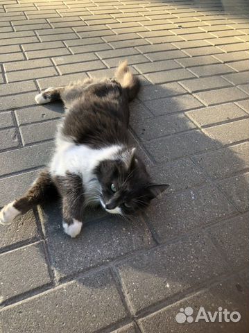 Котик очень хороший