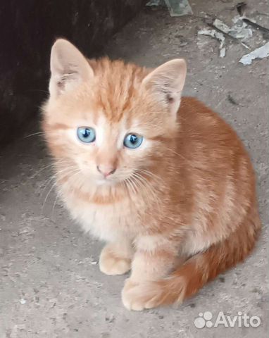Мальчик 1.5 мес
