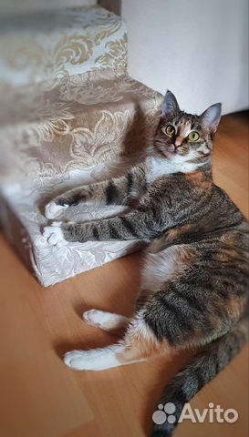 Золотая кошка